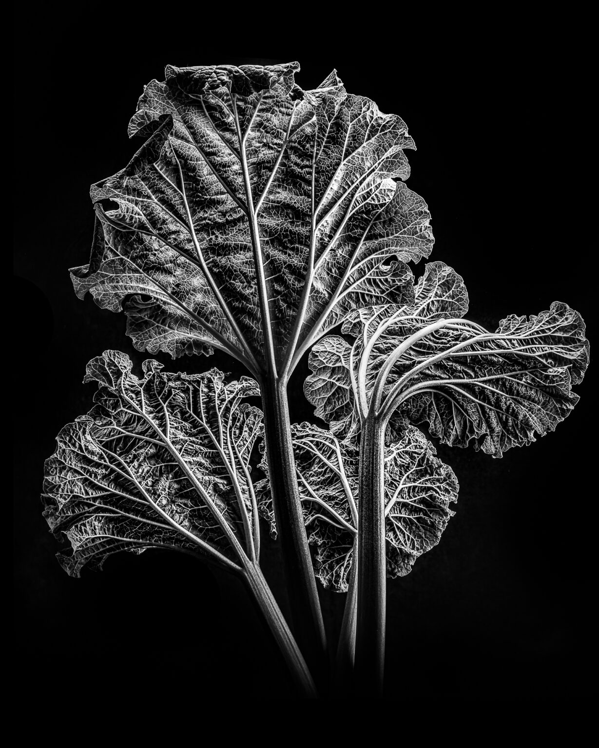 Spring Rhubarb - Photography by Ira Gardner
