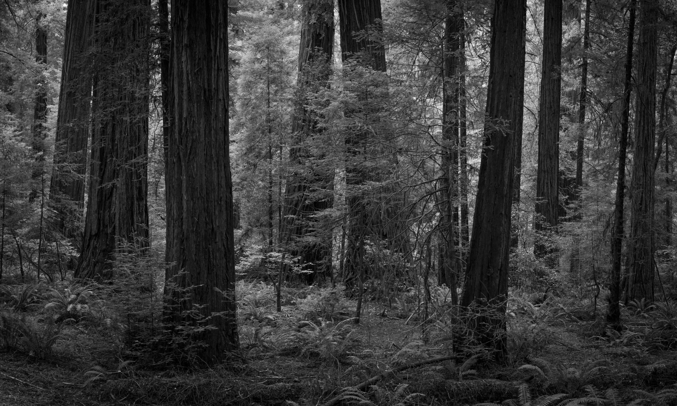 Children of the Forest - Photography by Ira Gardner